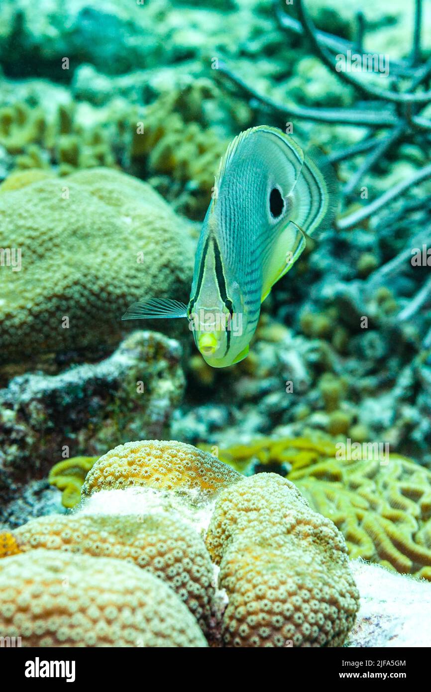 Four-eyed butterfly between corals, Bonaire Stock Photo - Alamy