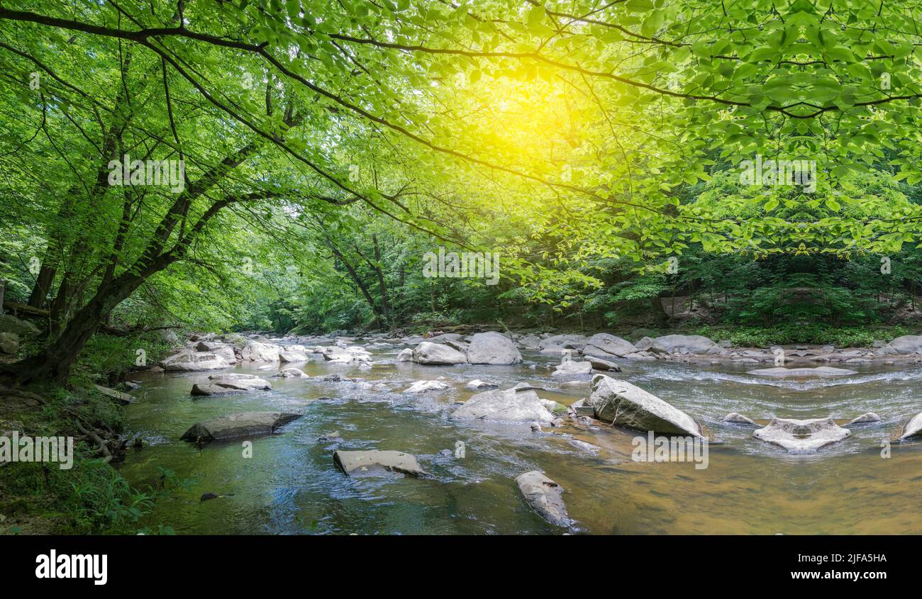 A river hidden in the forest in a sunny day, beautiful stream ...