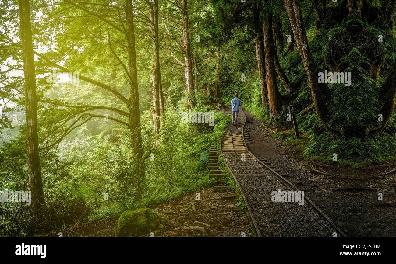 Man walking in the forest, Man walking alone in the forest, Back view ...