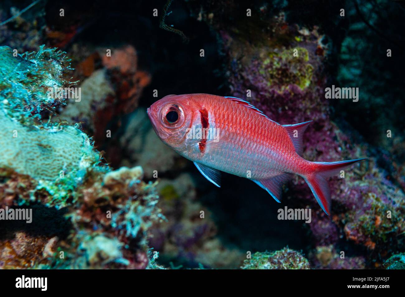 Jacobus soldier fish in the reef. Bonaire Stock Photo - Alamy