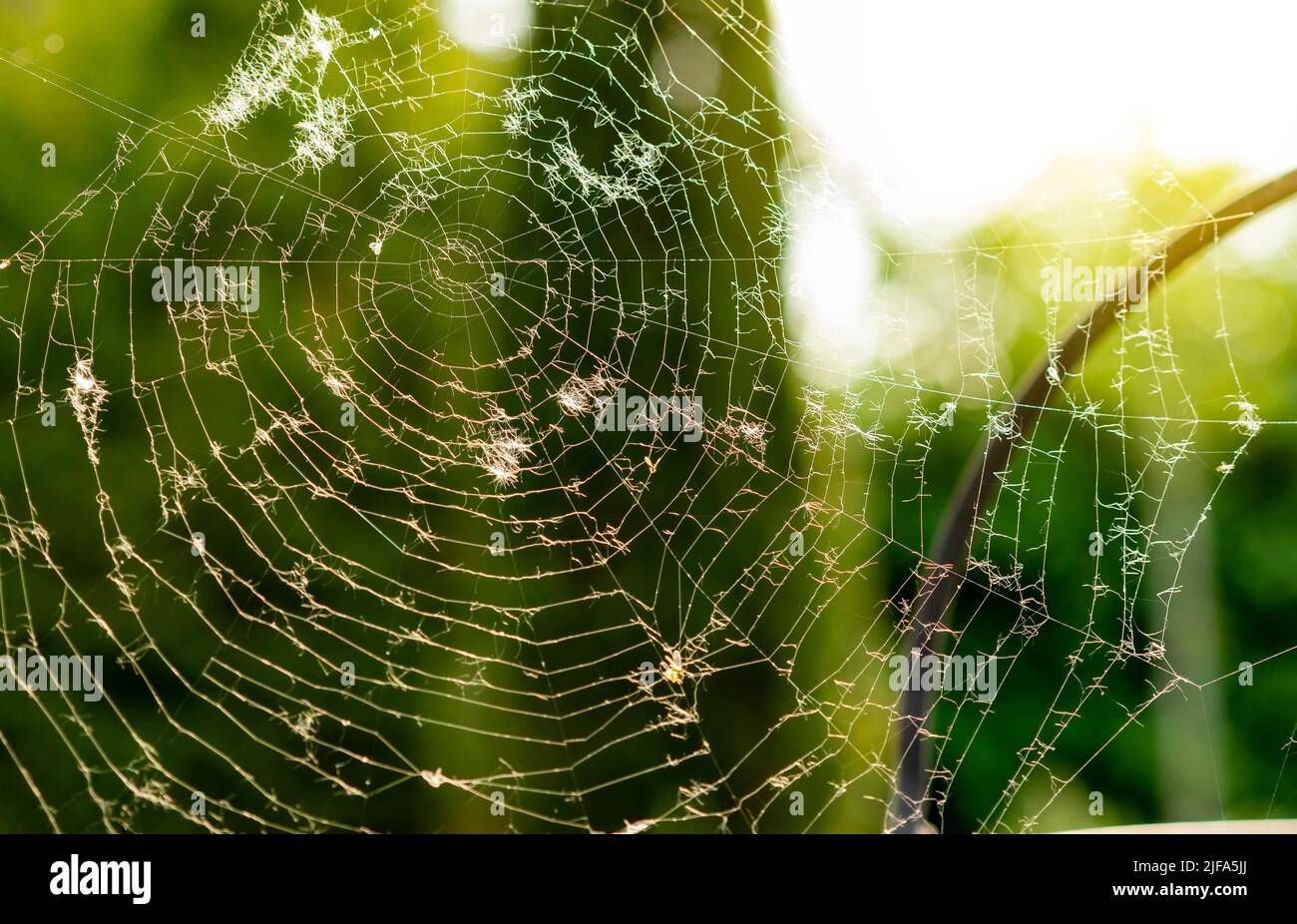 Close up of cobweb, cobweb with unfocused background, textures of a ...