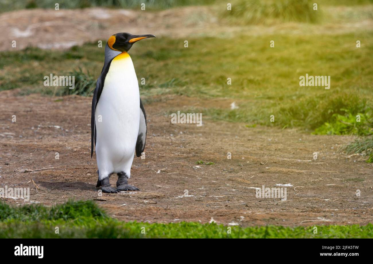 King Penguin (Aptenodytes patagonicus) on a beach in Royal Bay, A ...