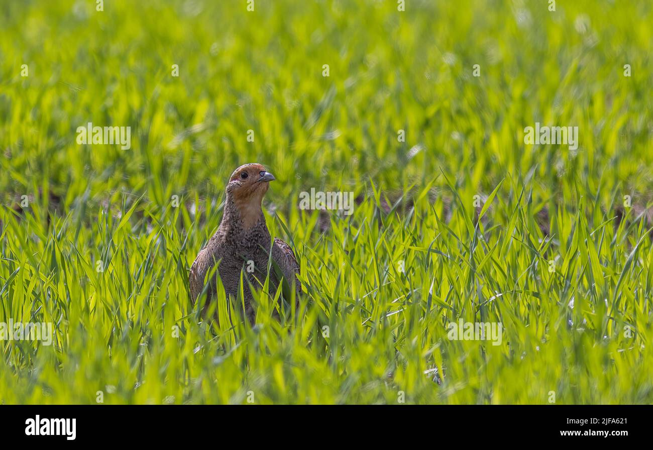 Grey Partridge Perdix perdix. Bird walks on a green field Stock Photo ...