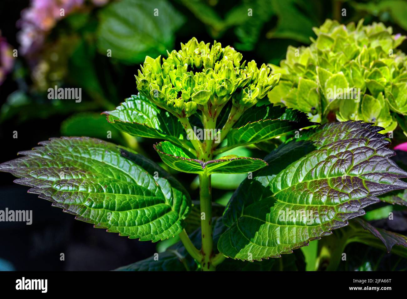Garden hydrangea (Hydrangea macrophylla), Allgaeu, Bavaria, Germany ...