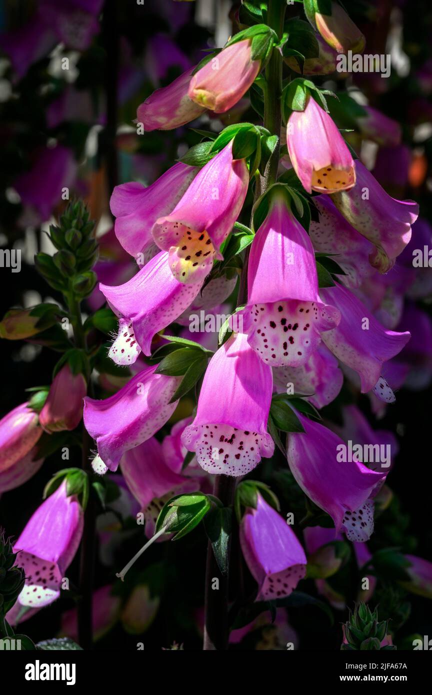 Red common foxglove (Digitalis purpurea), Allgaeu, Bavaria, Germany ...