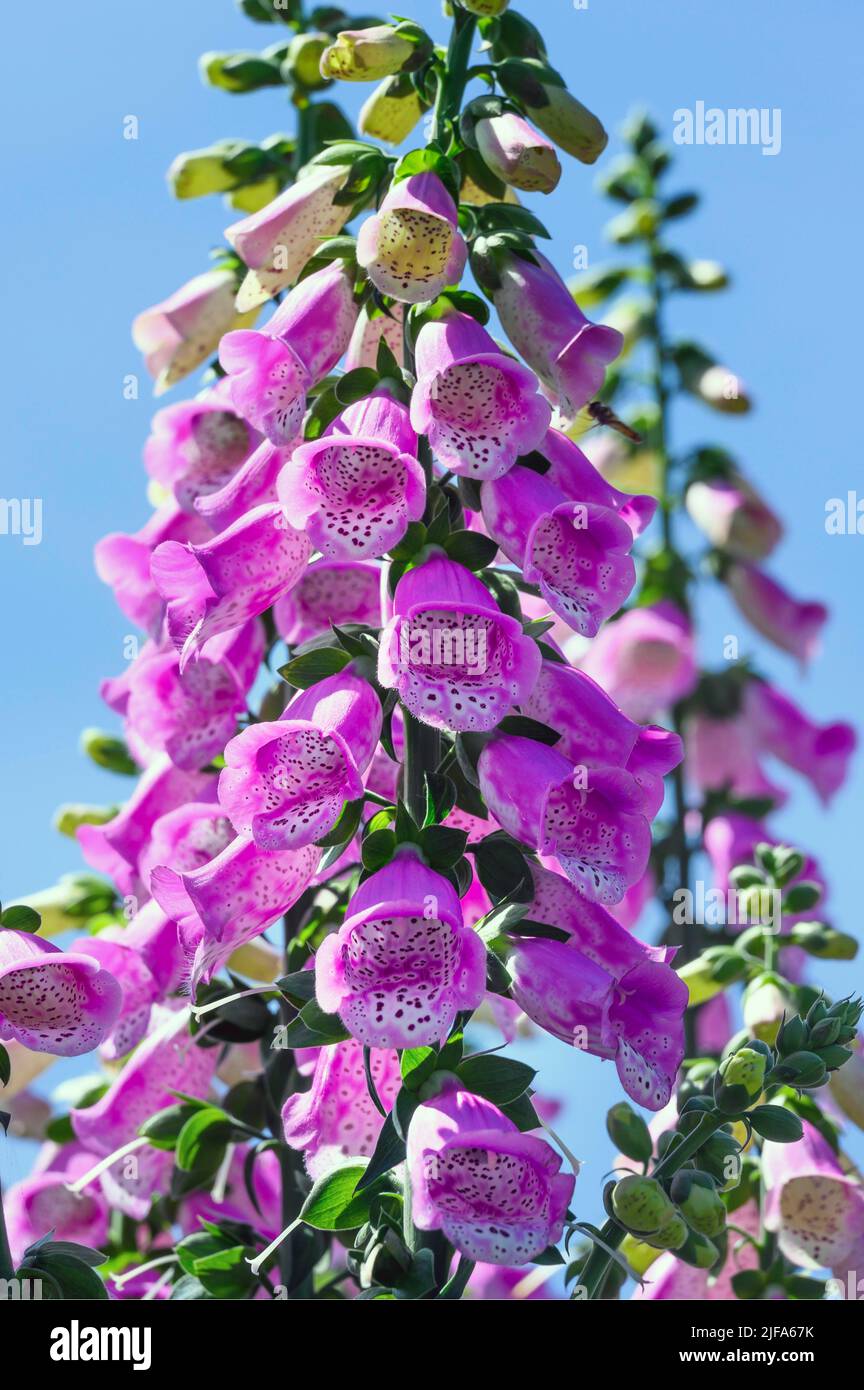 Red common foxglove (Digitalis purpurea), Allgaeu, Bavaria, Germany ...