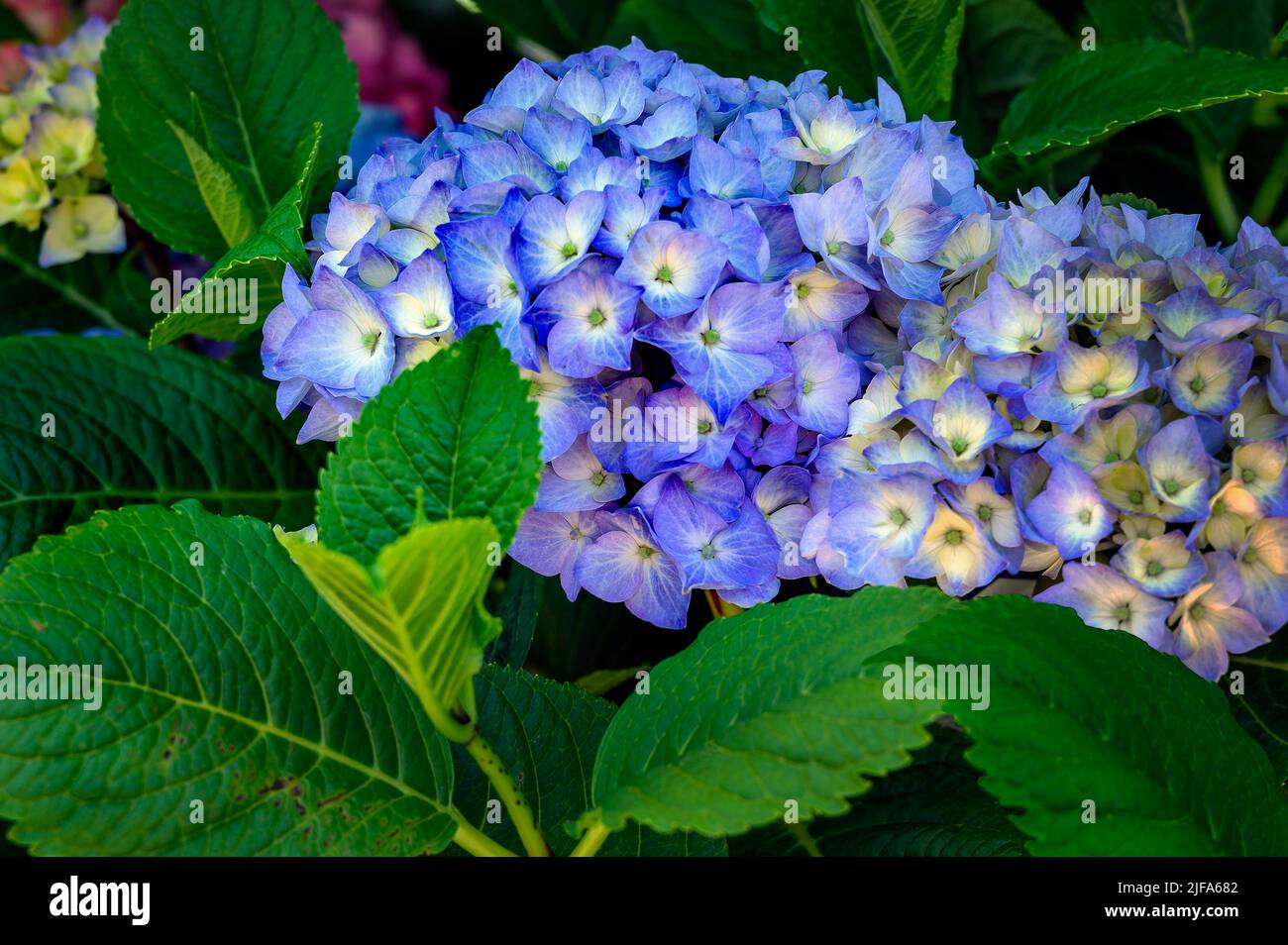 Garden hydrangea (Hydrangea macrophylla), Allgaeu, Bavaria, Germany ...