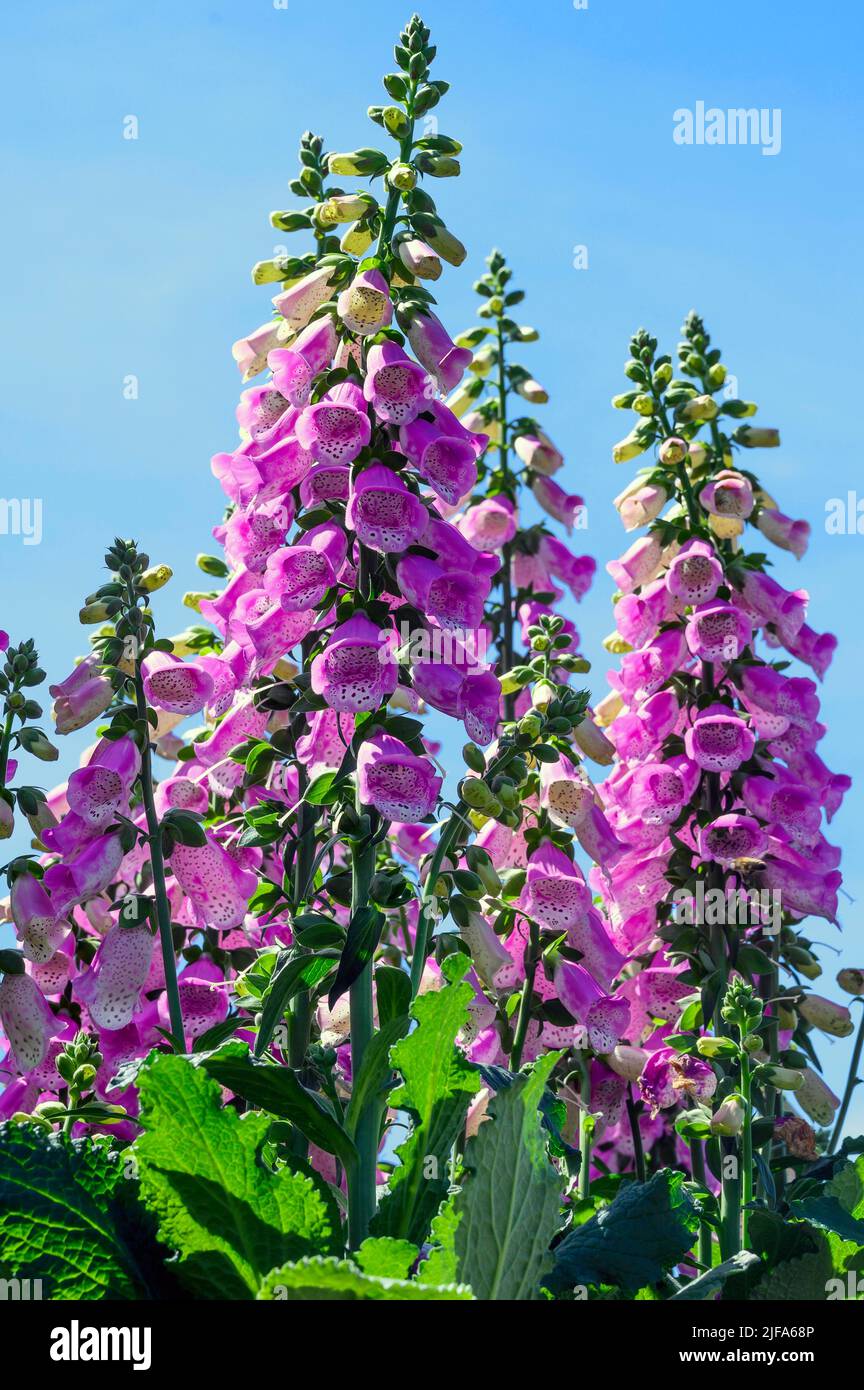 Red common foxglove (Digitalis purpurea), Allgaeu, Bavaria, Germany ...