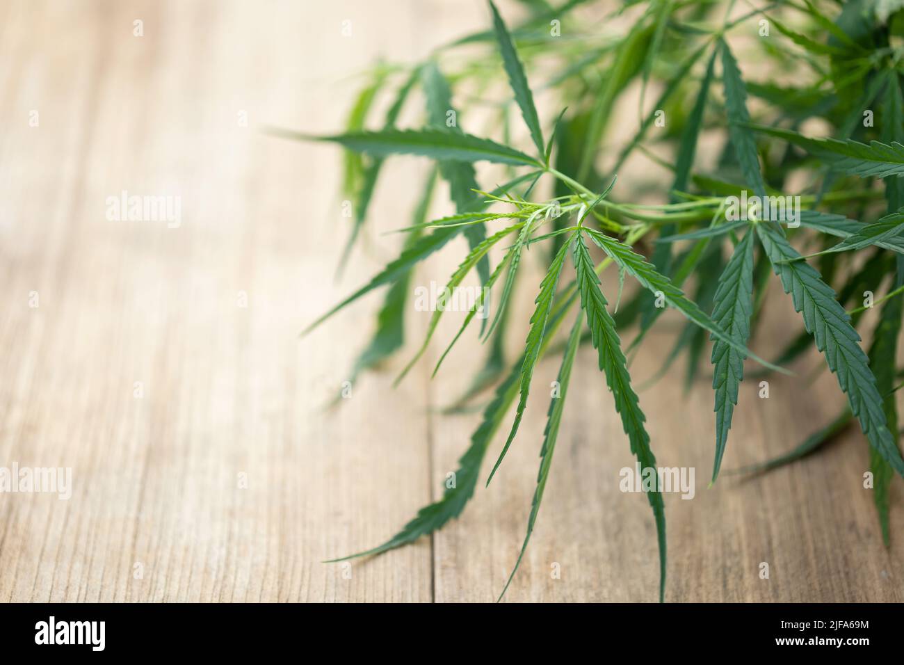 Marijuana tree hi-res stock photography and images - Alamy