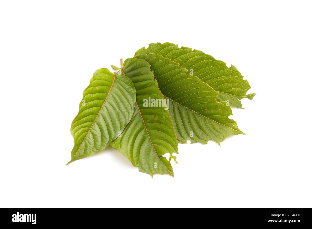 Fresh Mitragyna speciosa leaf or kratom tree. Studio shot isolated on ...