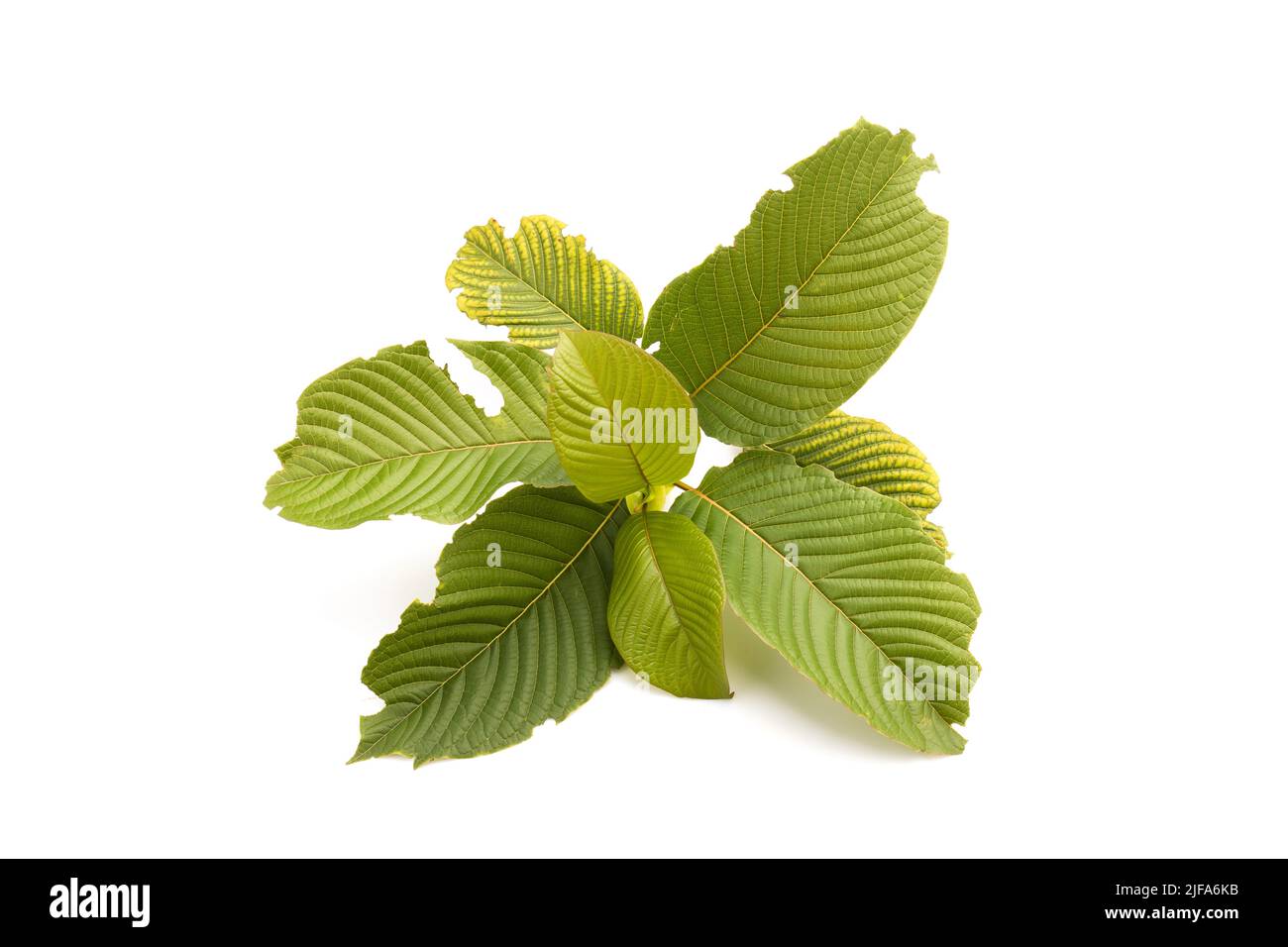 Fresh Mitragyna speciosa leaf or kratom tree. Studio shot isolated on ...