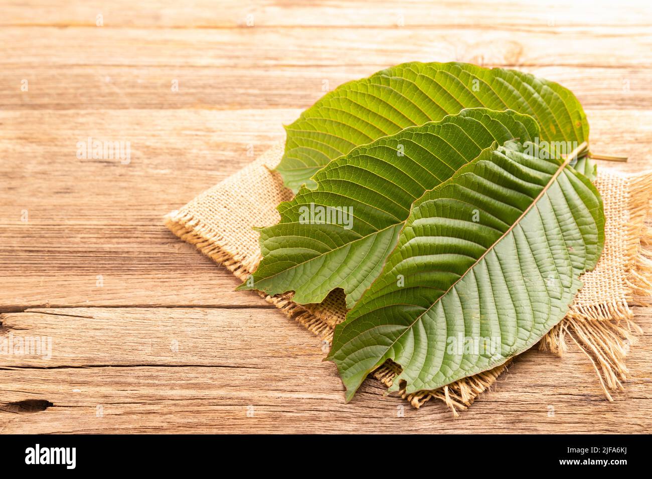 Fresh green Mitragyna speciosa leaf or kratom tree on wooden table ...