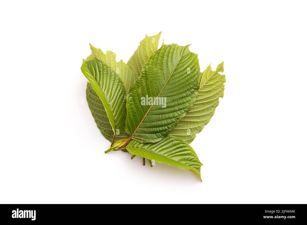 Fresh Mitragyna speciosa leaf or kratom tree. Studio shot isolated on ...
