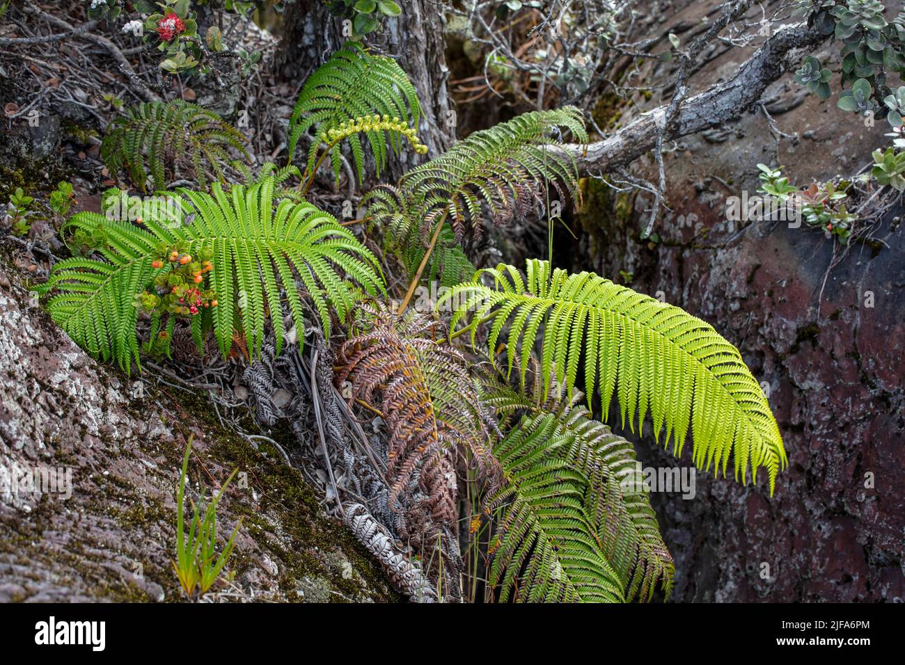 Ferns in lava fissures, Mauna Ulu, Hawai'i Volcanoes National Park, Big ...