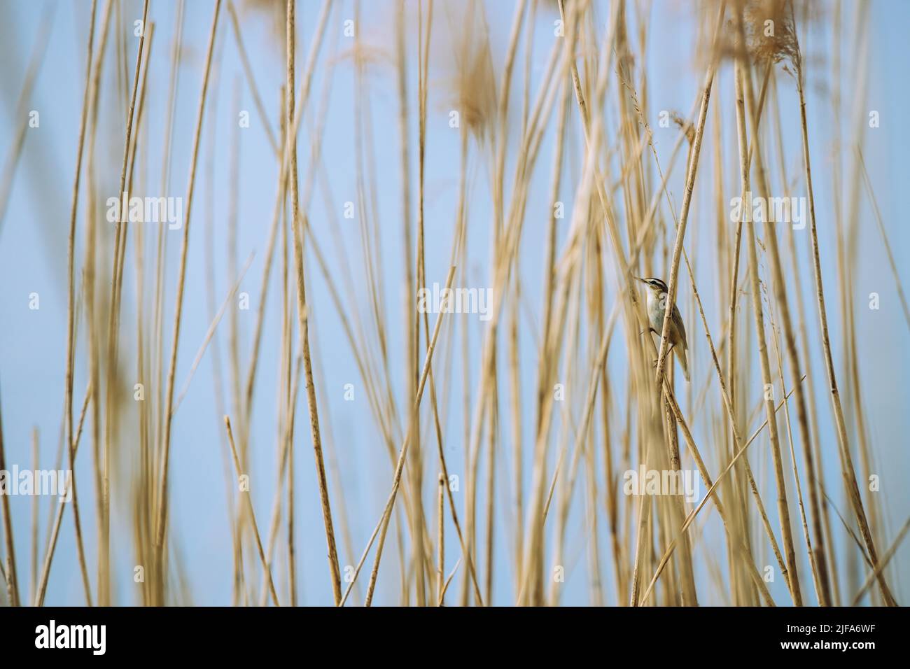 Sedge warbler (Acrocephalus schoenobaenus) Â cane bird song. Podkarpackie. Poland Stock Photo ...