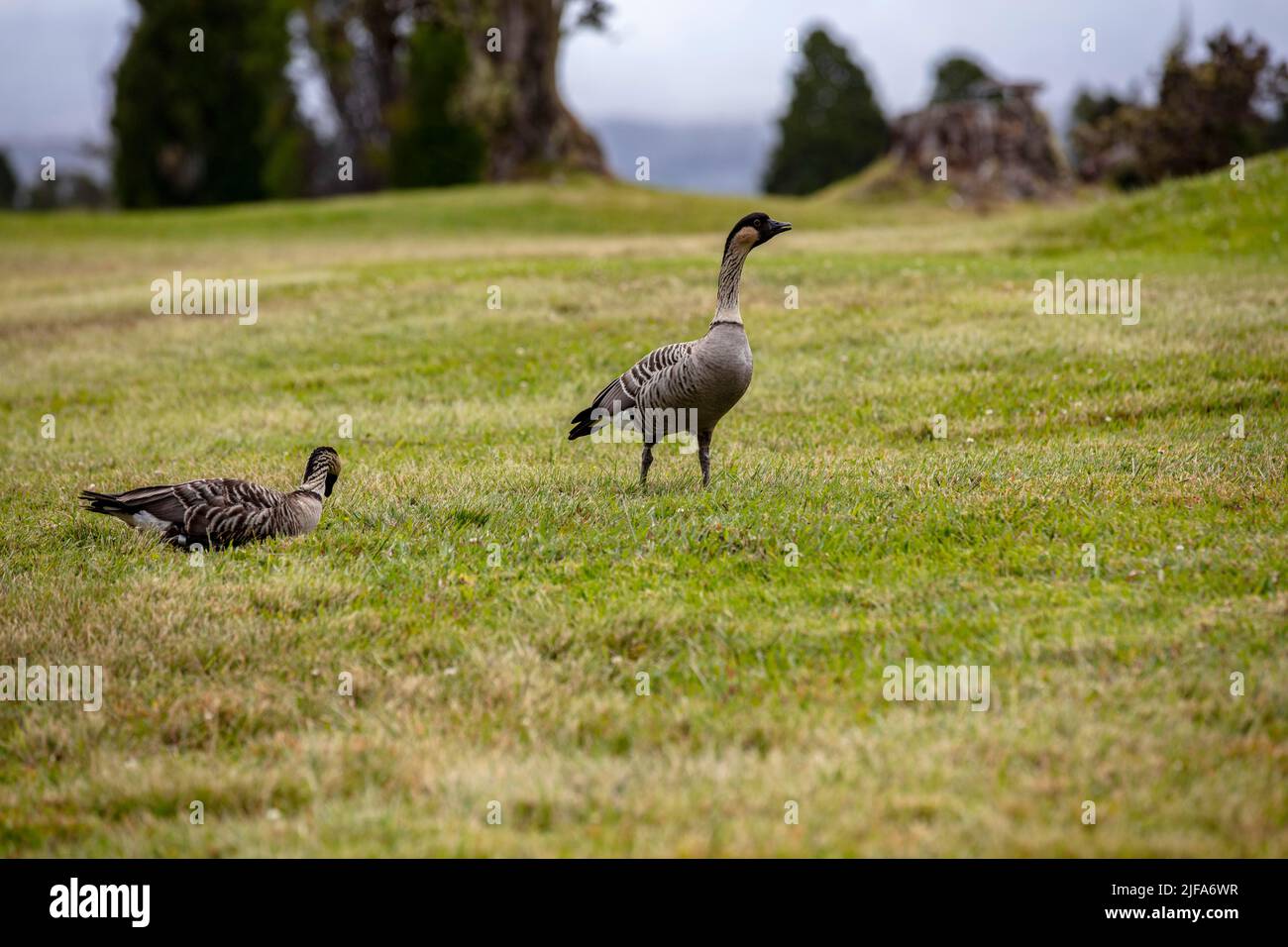 Hawaiian goose (branta sandvicensis), pair, local Nene, on the lawn ...