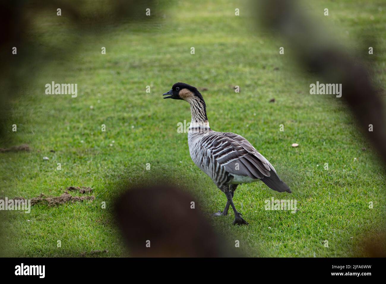 Hawaiian goose (branta sandvicensis), local Nene, on the lawn, Volcano ...