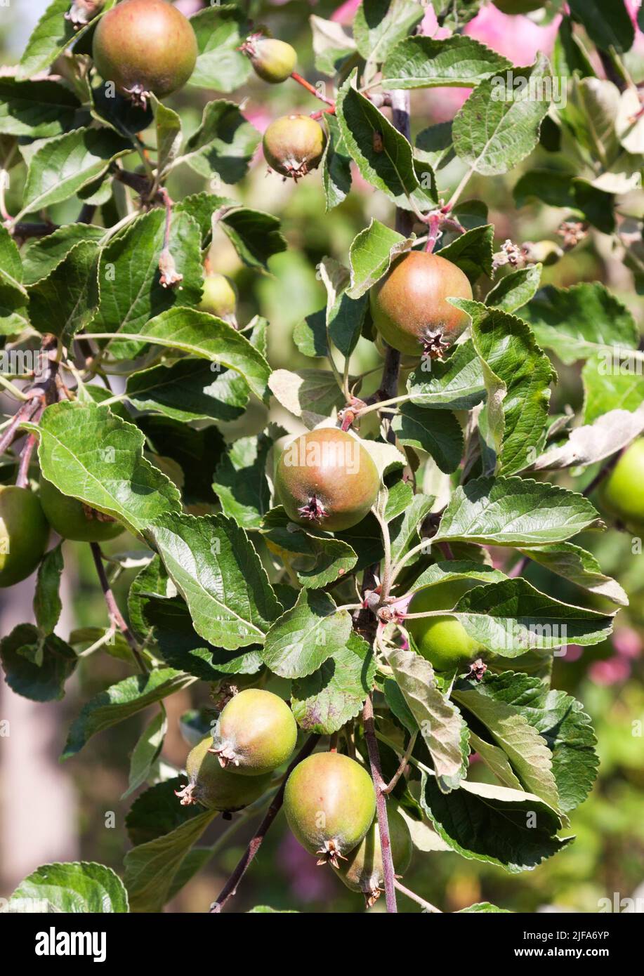 Apple Tree Carnival, Malus Karneval Stock Photo - Alamy