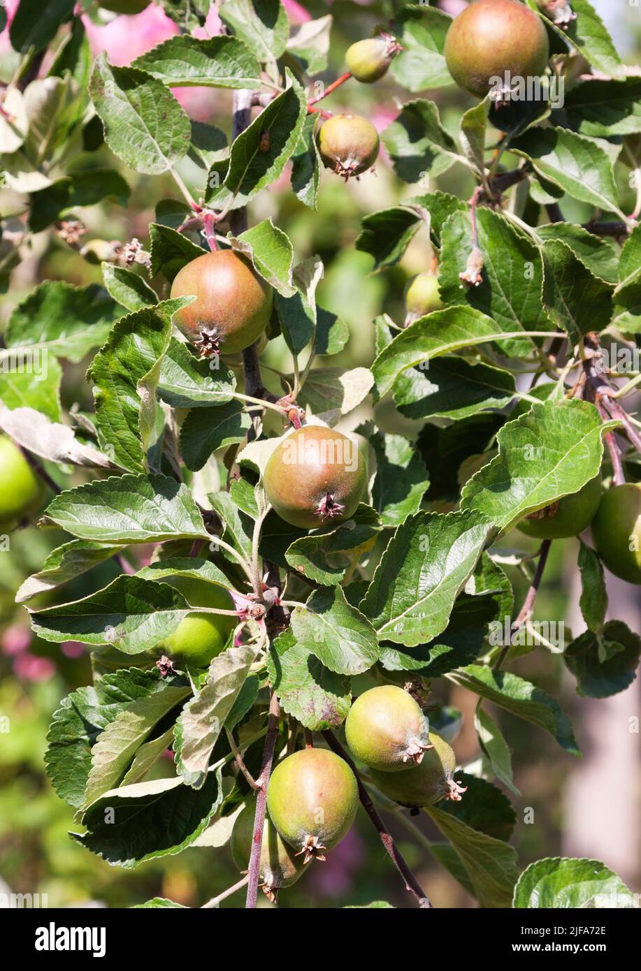 Apple Tree Carnival, Malus Karneval Stock Photo - Alamy