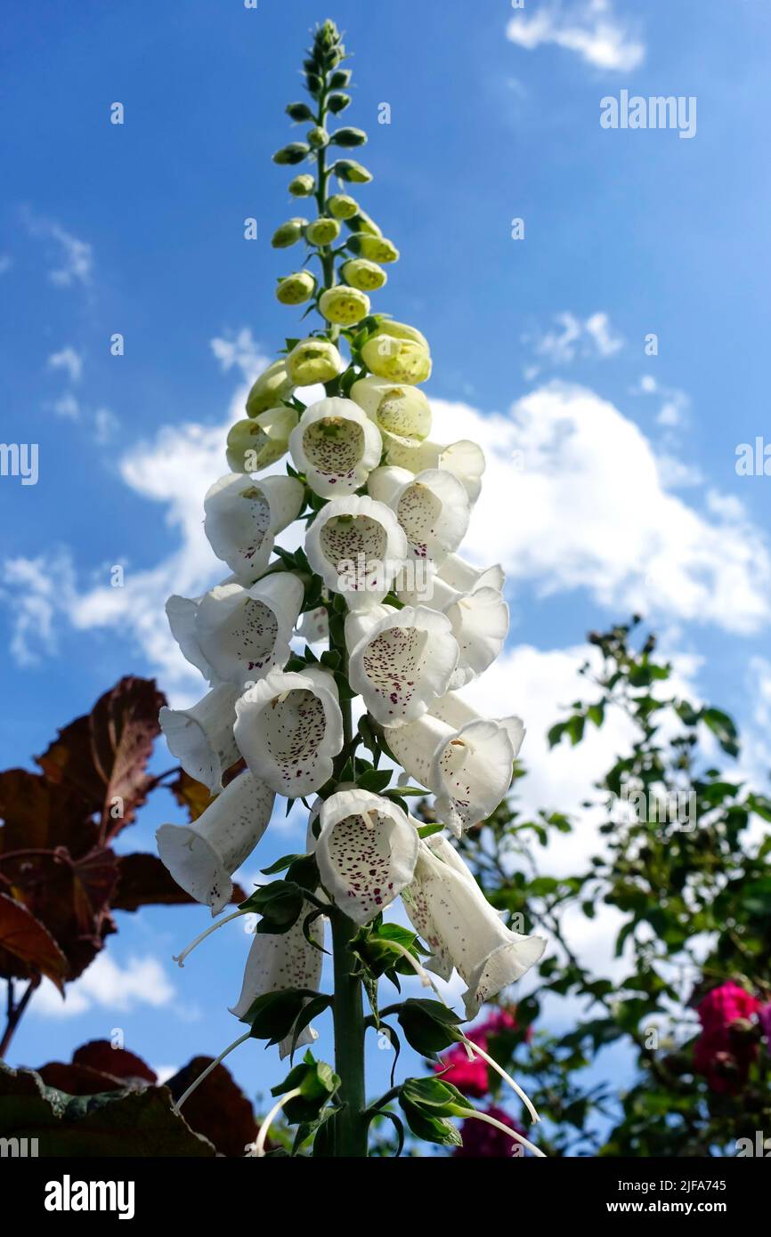 Colorful foxgloves hi-res stock photography and images - Alamy