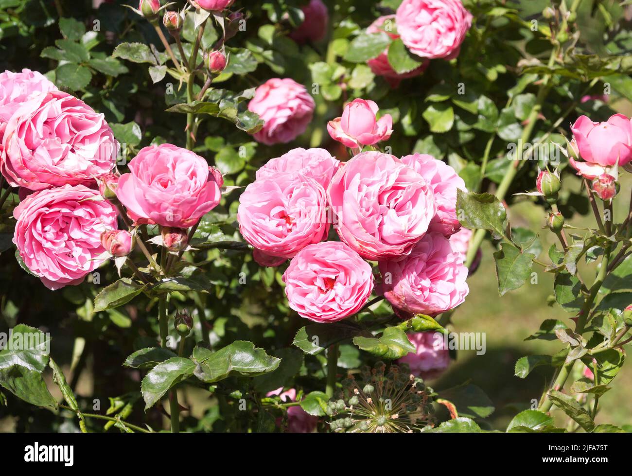 Flowers of a floribunda rose Stock Photo - Alamy
