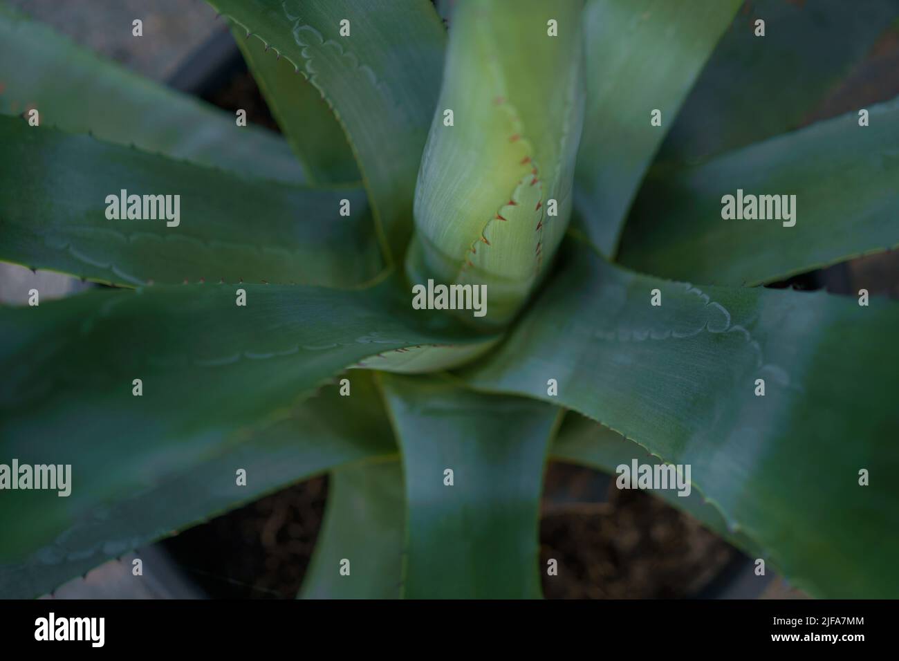 Blue agave plant due to its role as the base ingredient of tequila, a ...