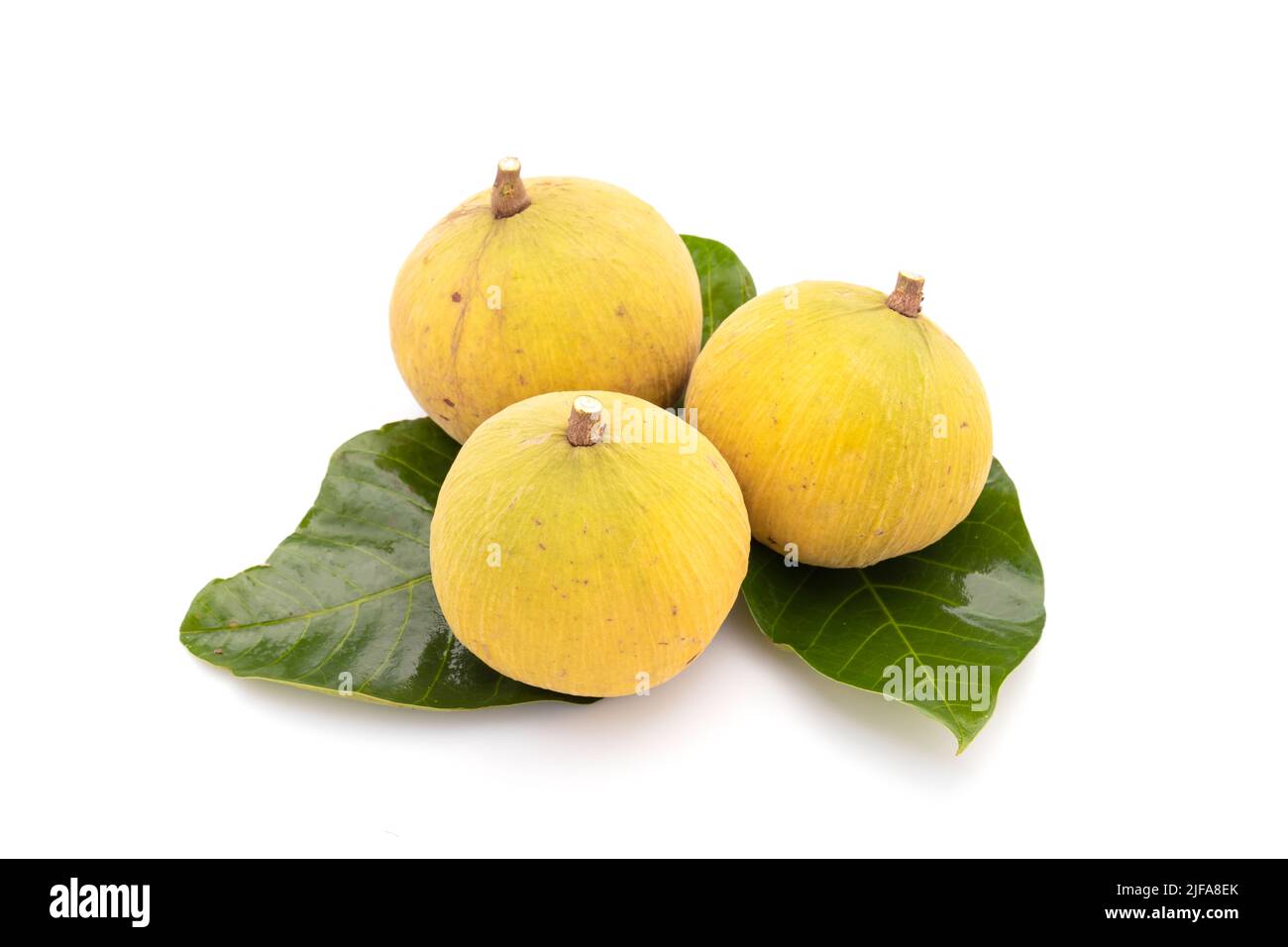 Santol Tree Clipart