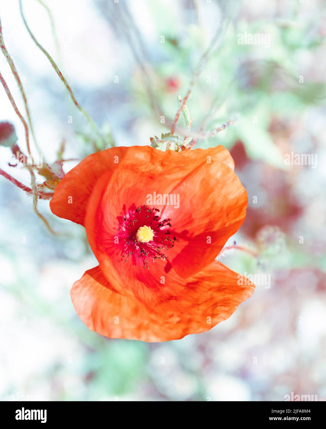 Close-up of poppies in the fields, macro Stock Photo - Alamy
