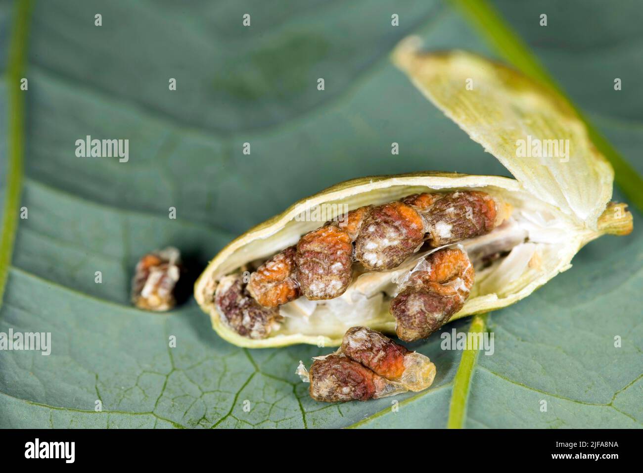 Cut open pod of green cardamom (Elettaria cardamomum), Berlin, Germany ...