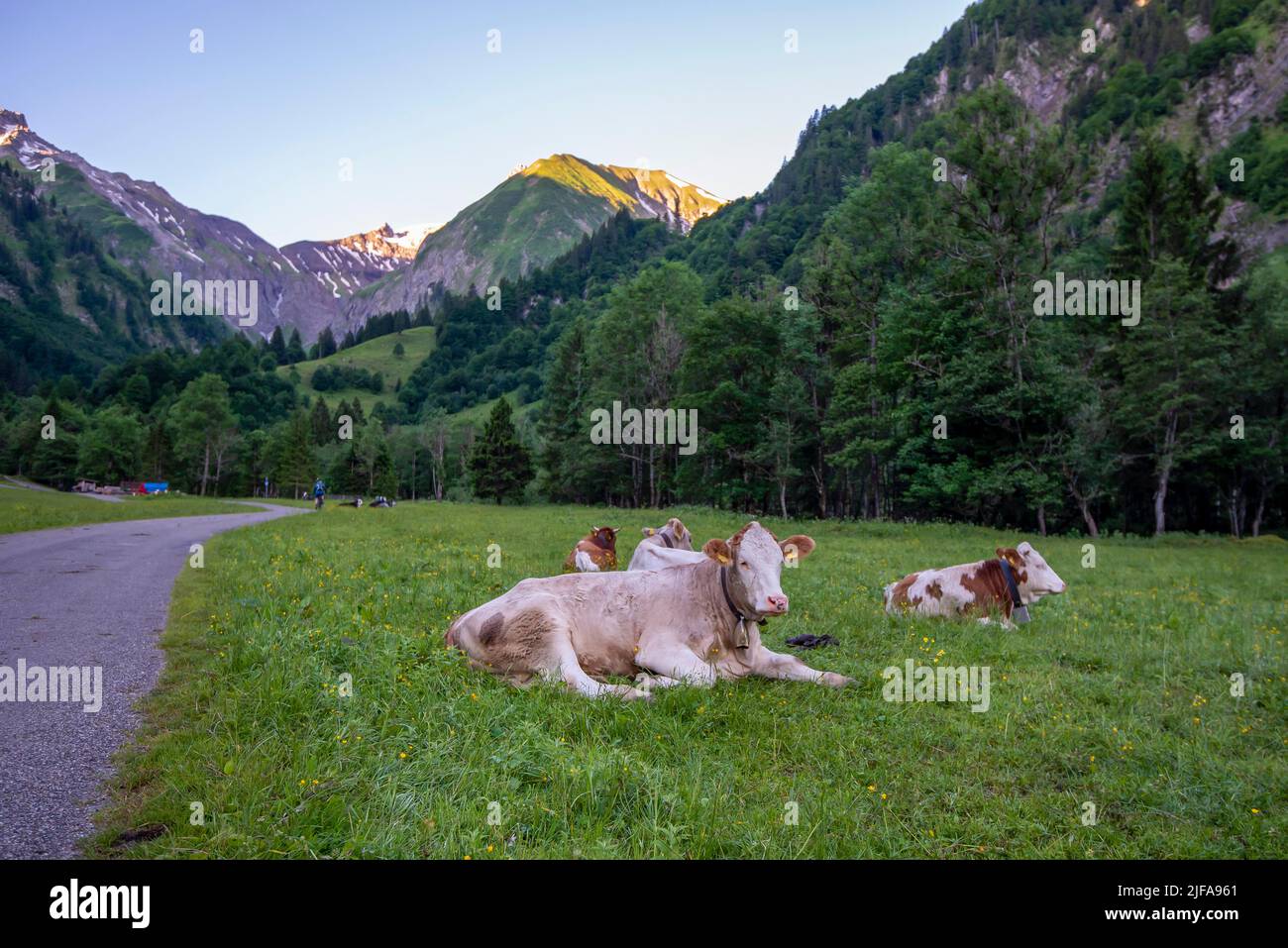 Alpine cows on the long-distance hiking trail E5, Allgaeu, Spielmannsau ...