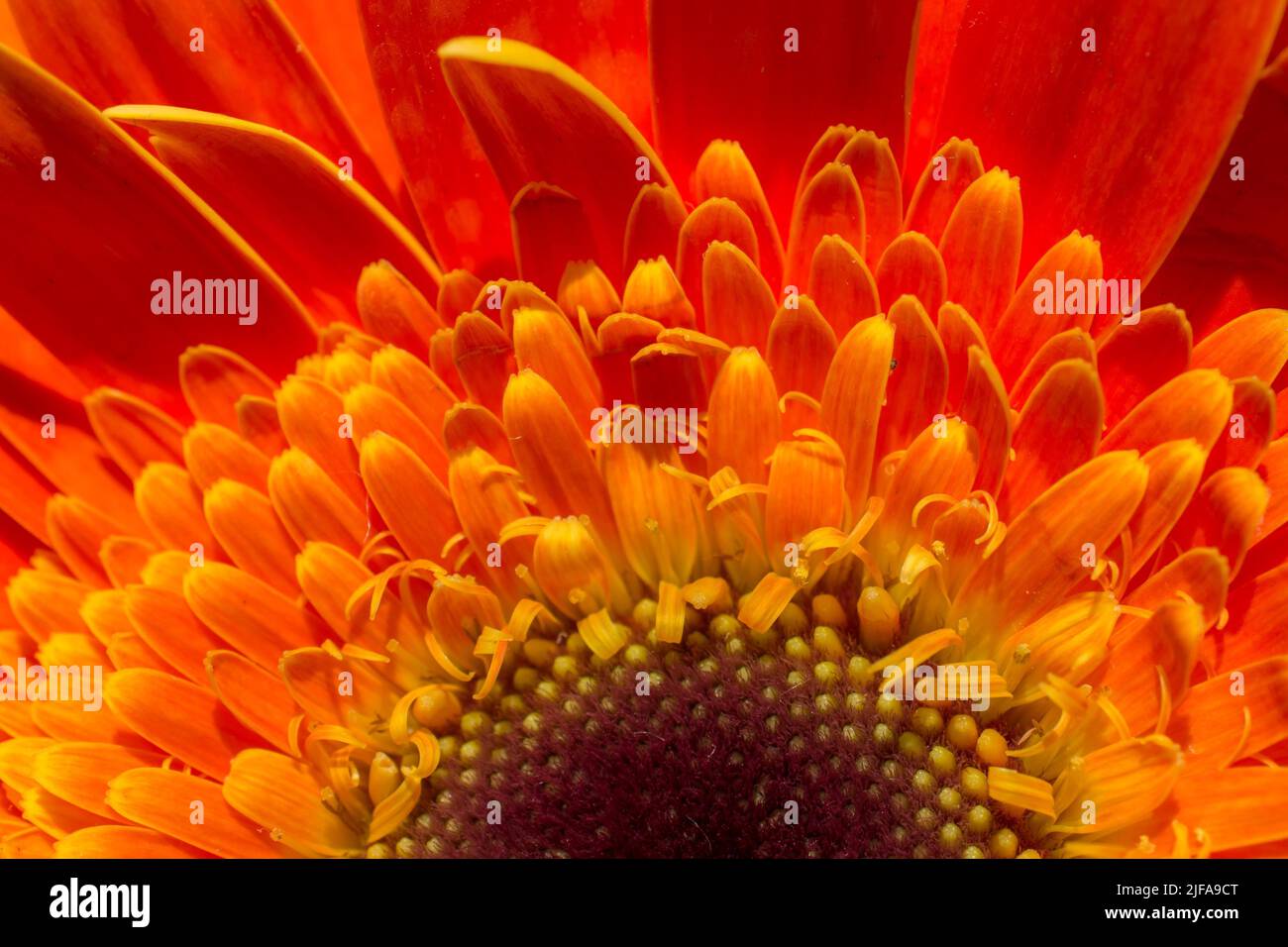 Beautiful colorful natural spring flowers in macro view Stock Photo - Alamy