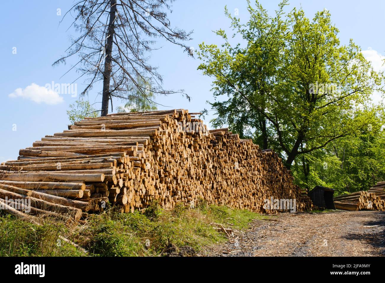 Wood pile and dead tree, Arnsberg Forest nature Park, Sauerland ...