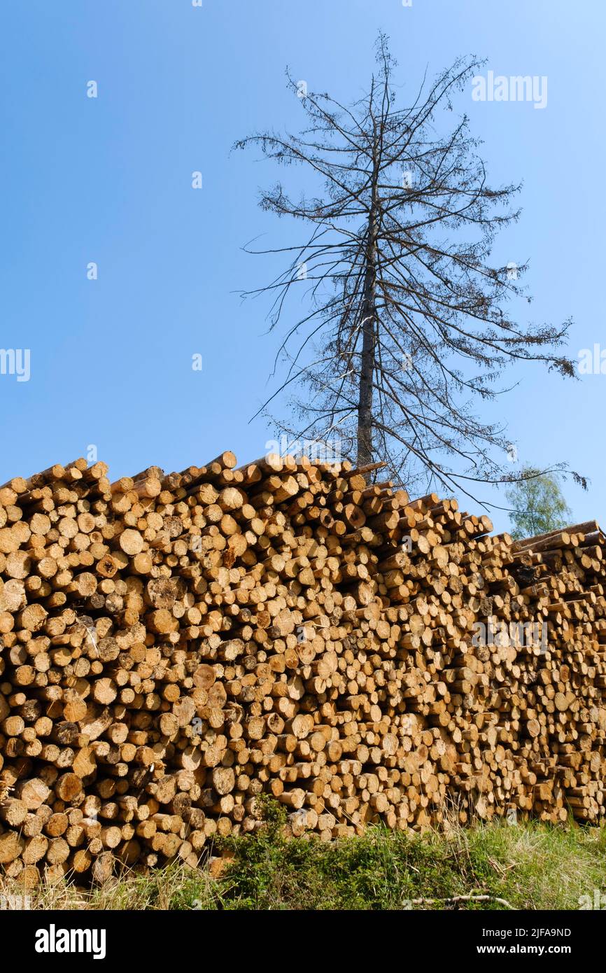 Wood pile and dead tree, Arnsberg Forest nature Park, Sauerland ...