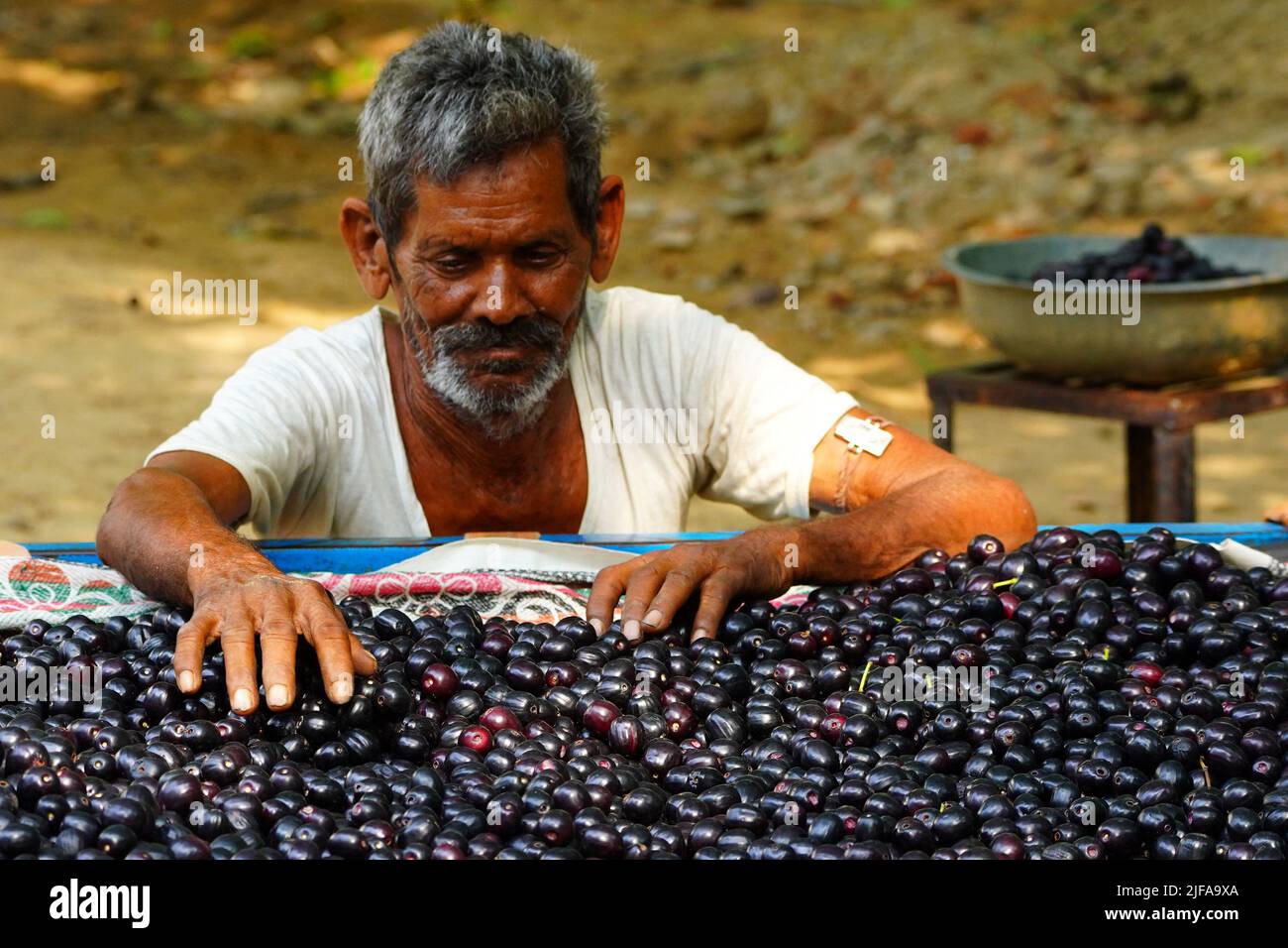 Indian Farmers Picks Jamun (Black Plums) Fruit from a farm in the ...