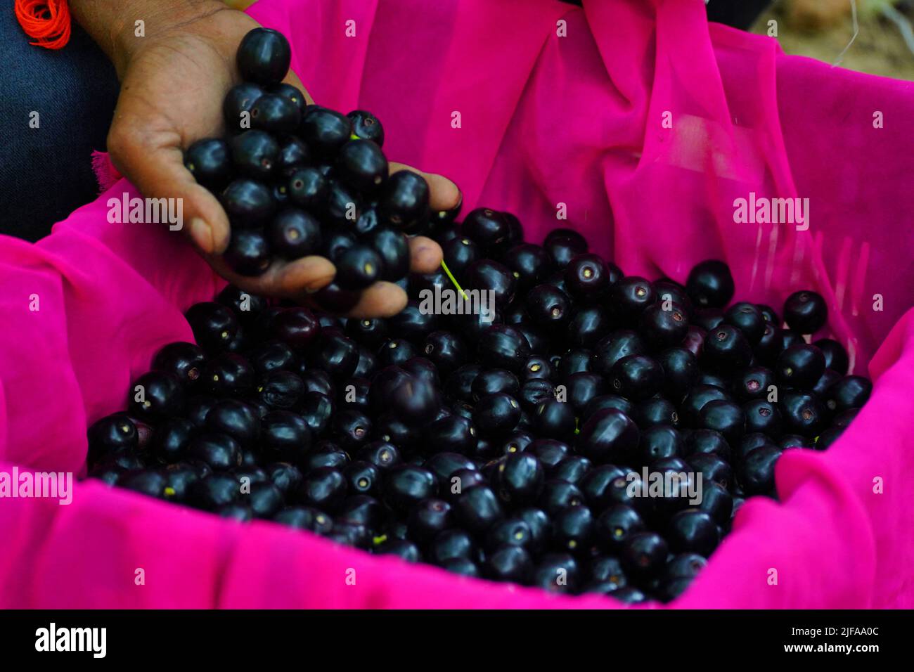 Indian Farmers Picks Jamun (Black Plums) Fruit from a farm in the ...