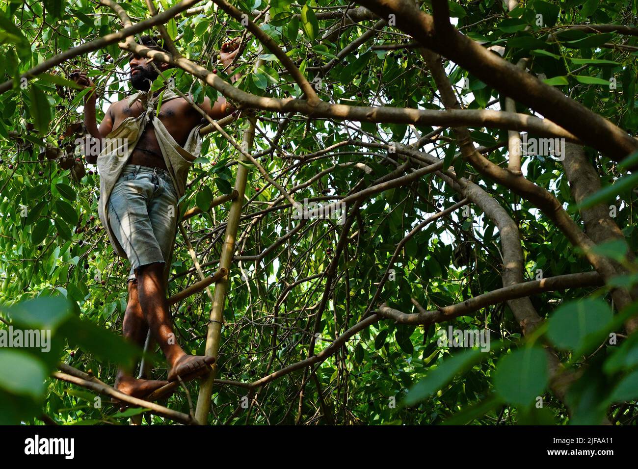 Indian Farmers Picks Jamun (Black Plums) Fruit from a farm in the ...