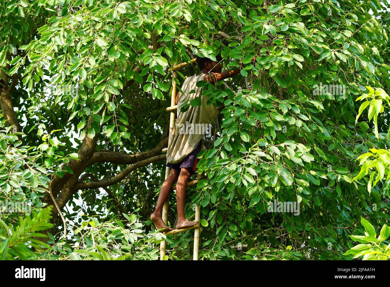 Indian Farmers Picks Jamun (Black Plums) Fruit from a farm in the ...
