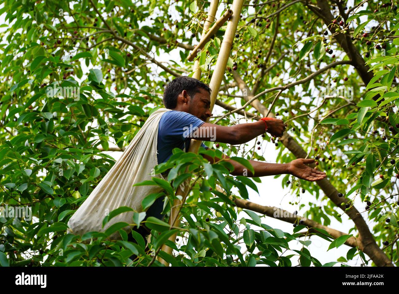 Indian Farmers Picks Jamun (Black Plums) Fruit from a farm in the ...
