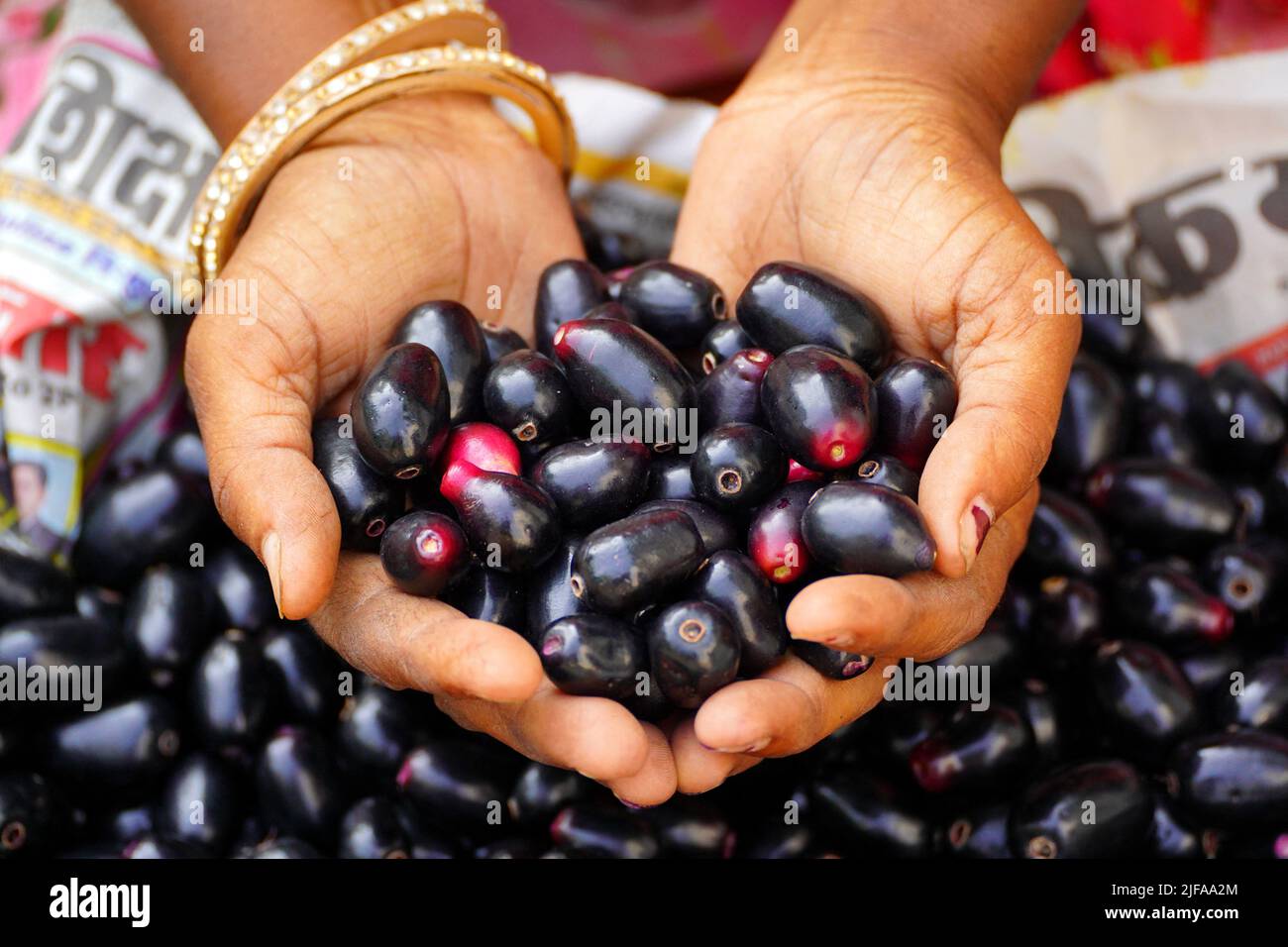 Indian Farmers Picks Jamun (Black Plums) Fruit from a farm in the ...