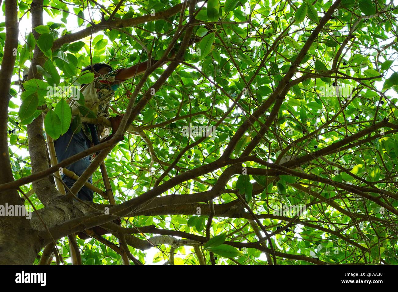 Indian Farmers Picks Jamun (Black Plums) Fruit from a farm in the ...