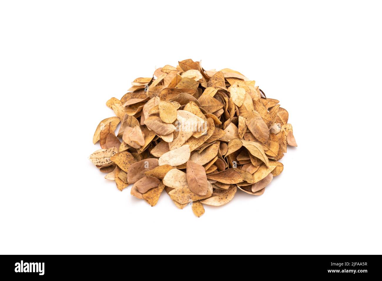 Pile fresh and dry leaf of Samanea saman tree isolated on white ...