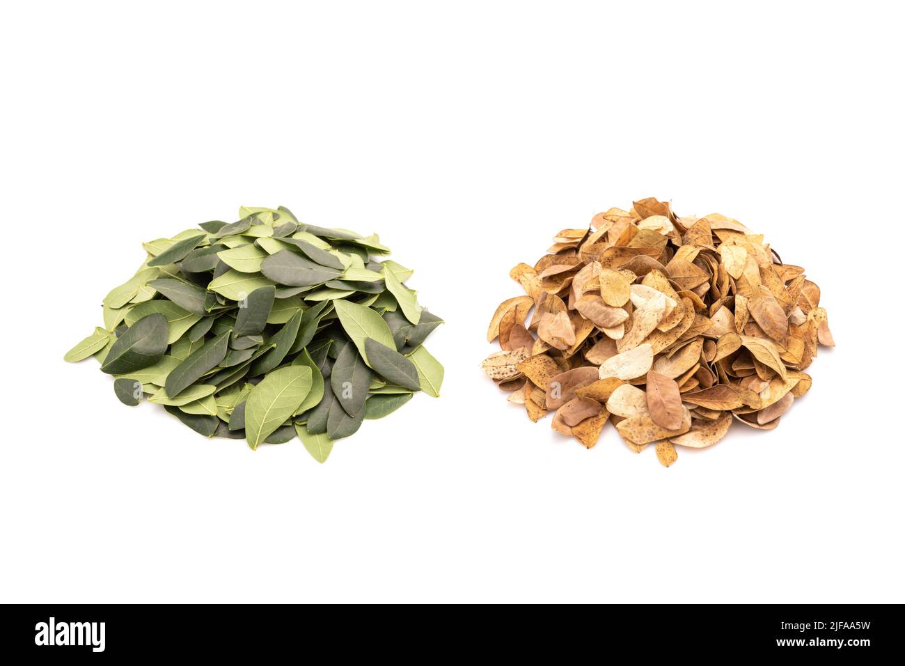 Pile fresh and dry leaf of Samanea saman tree isolated on white ...