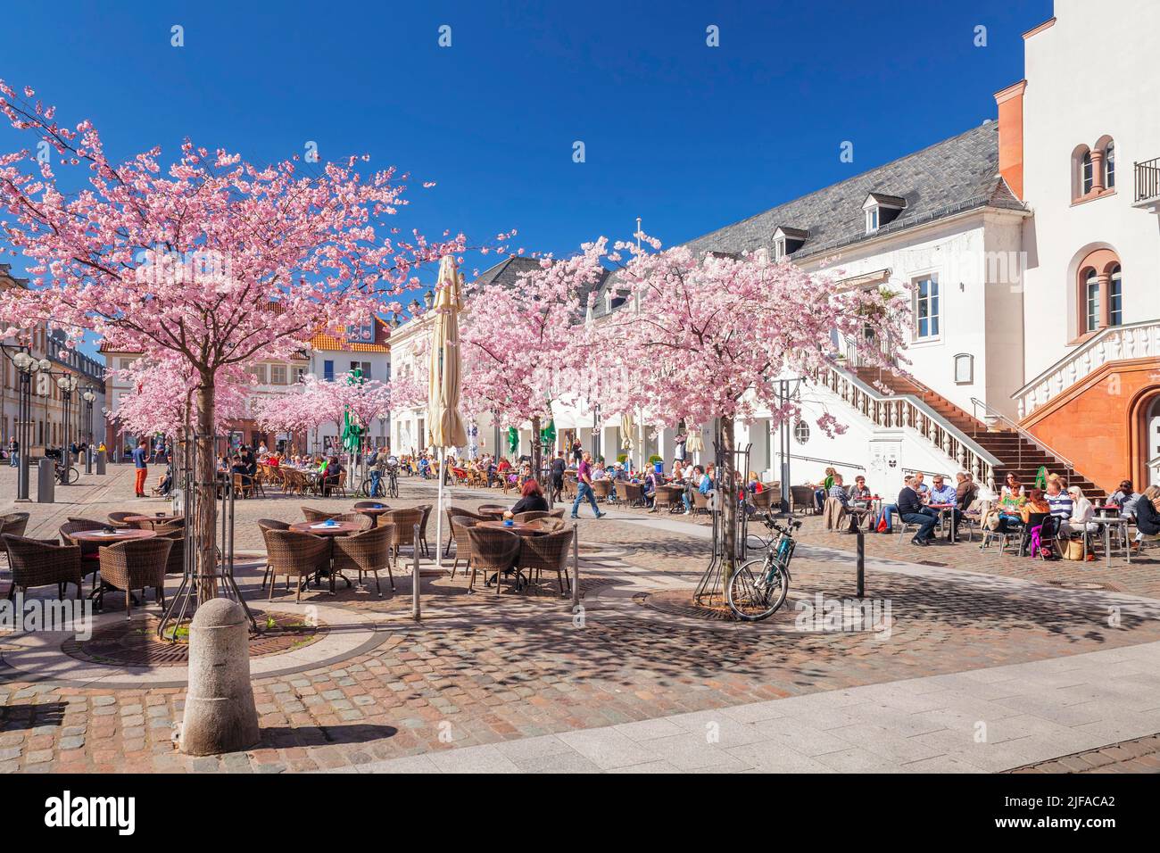 Cherry blossom at the town hall square, Landau, German Wine Route ...