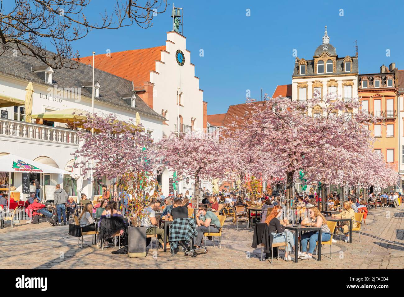 Spring cherry blossom town hall hi-res stock photography and images - Alamy
