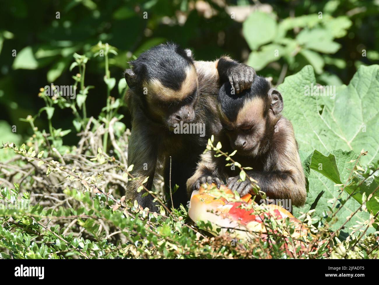 Capuchin monkeys enjoy icy treats which they got due to the high ...