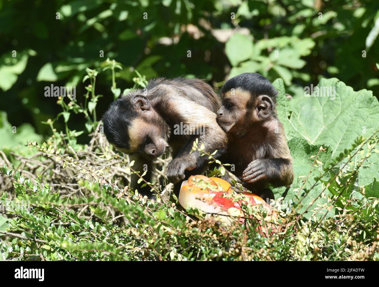 Capuchin monkeys enjoy icy treats which they got due to the high ...