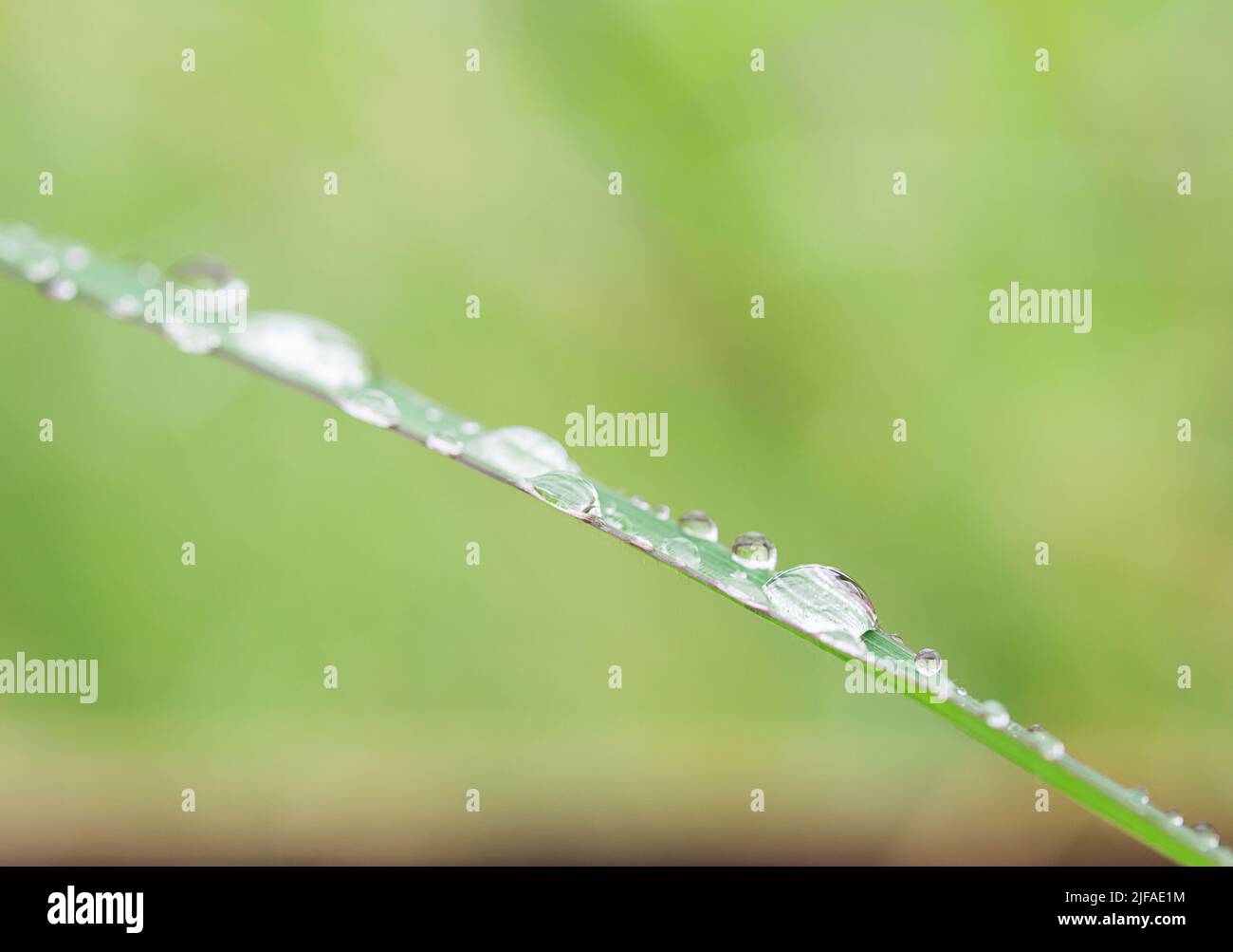 Fresh green grass with dew drops close up Stock Photo - Alamy
