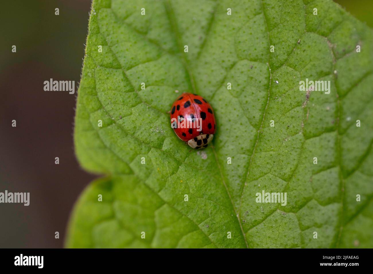 red ladybug on green eaten leaves on a sunny summer day Stock Photo - Alamy