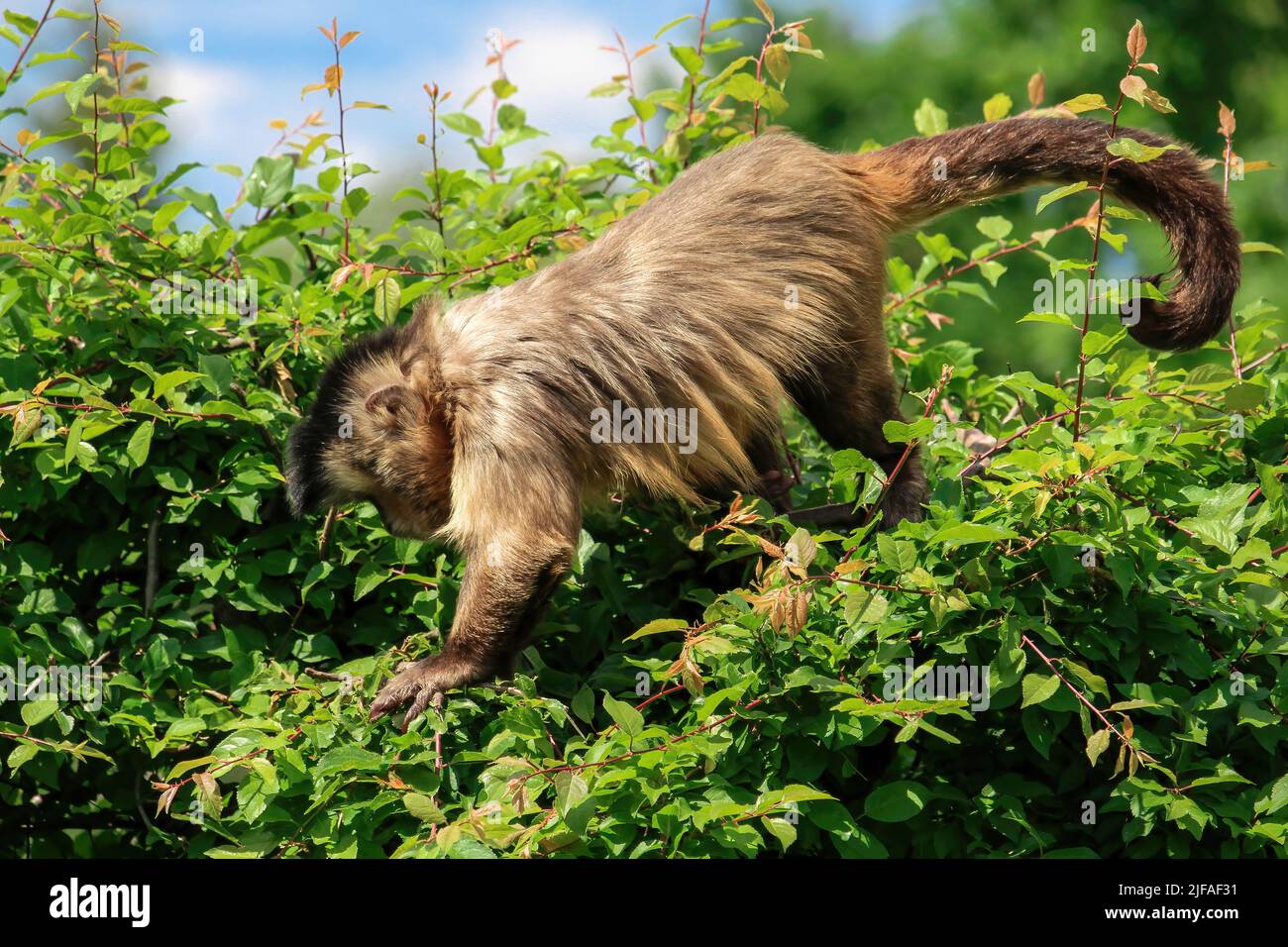 A monkey in nature. Robust capuchin monkeys are capuchin monkeys in the ...