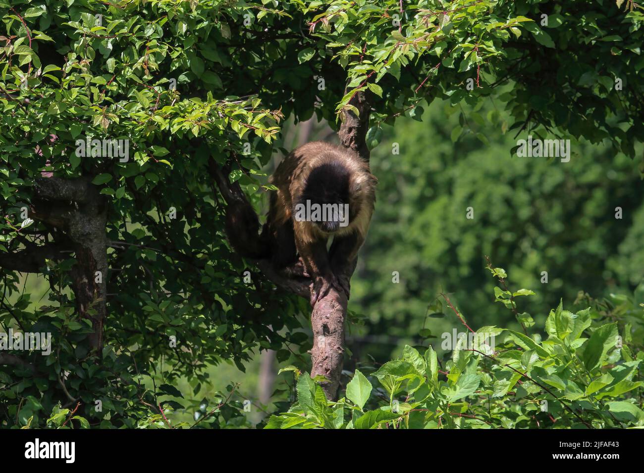 A monkey in nature. Robust capuchin monkeys are capuchin monkeys in the ...